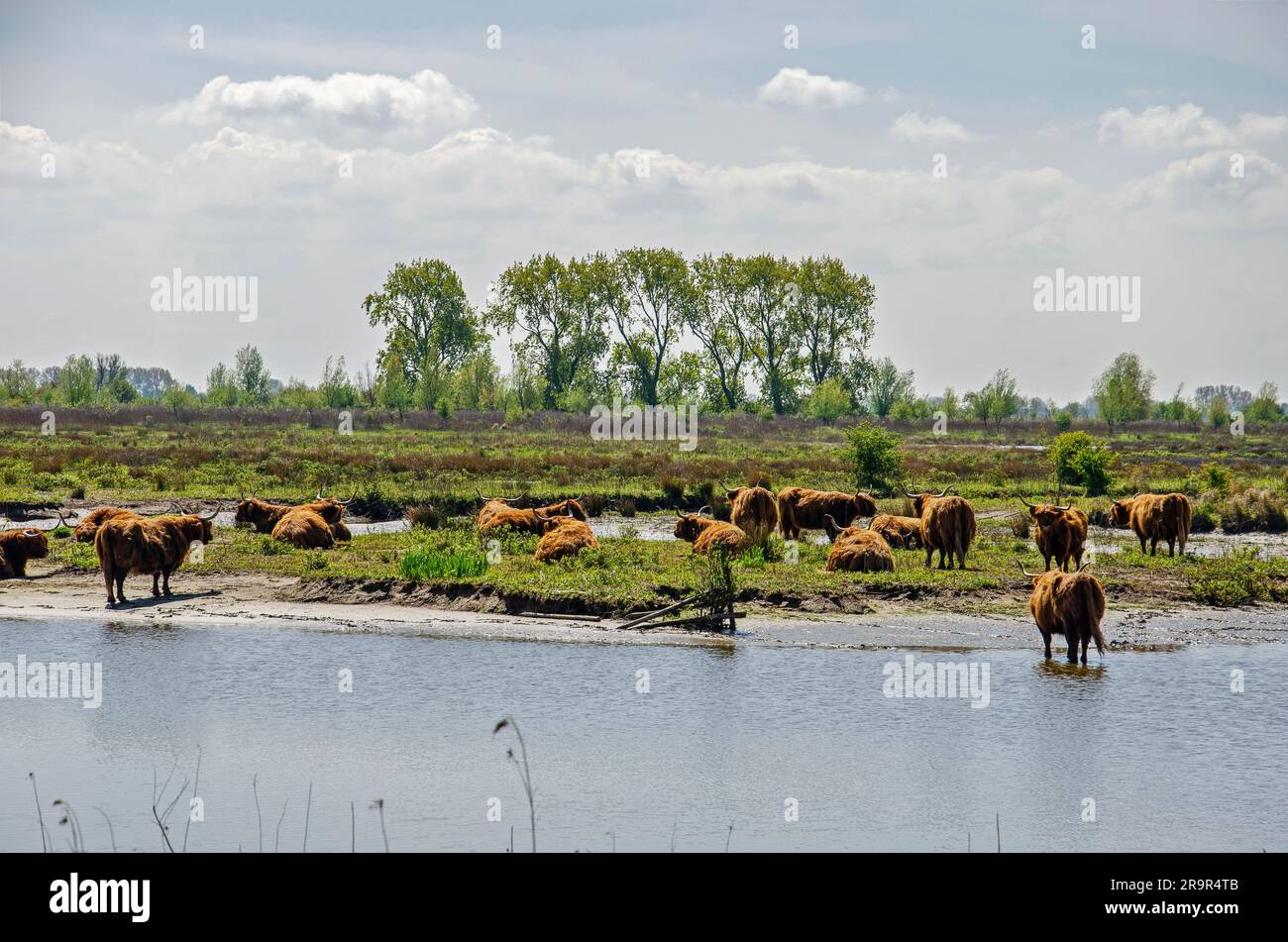 Group of highland cows by a creek in a wet and flat landscape on the ...