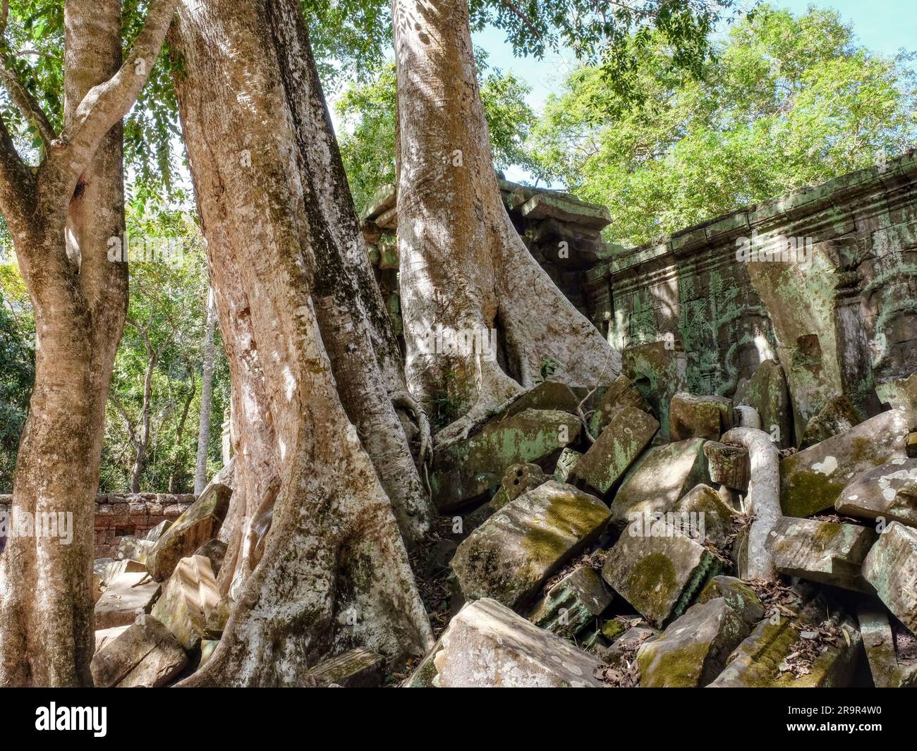 Photo showing massive roots of tropical trees winding through the ...