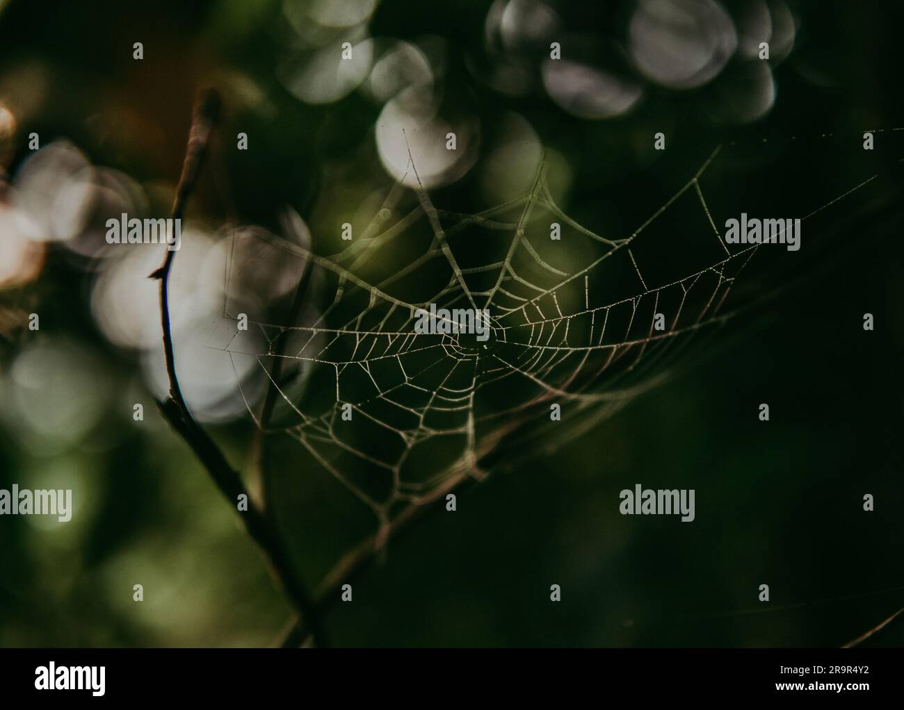 detailed spider web Stock Photo - Alamy