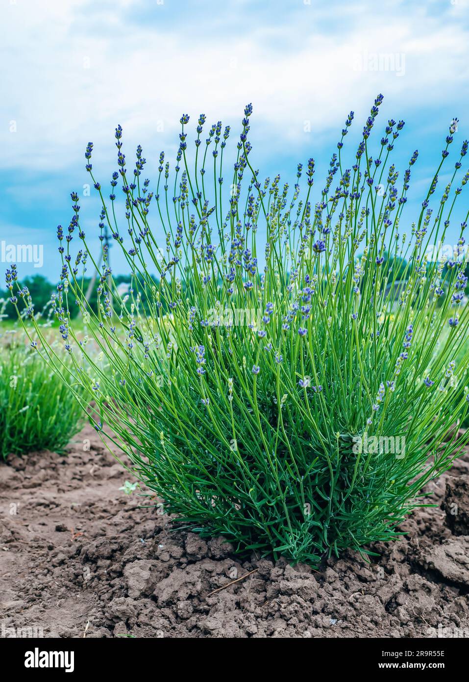 Lavender bush, dense thickets of lavender flowers Stock Photo - Alamy