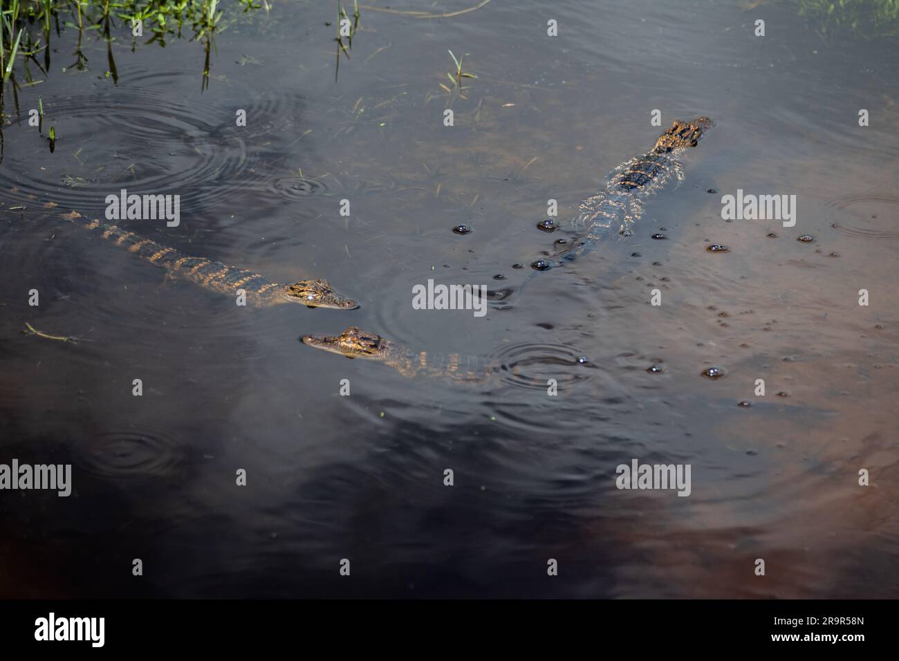 Baby and Mom Gators at KSC. Three baby alligators are in view in a ...