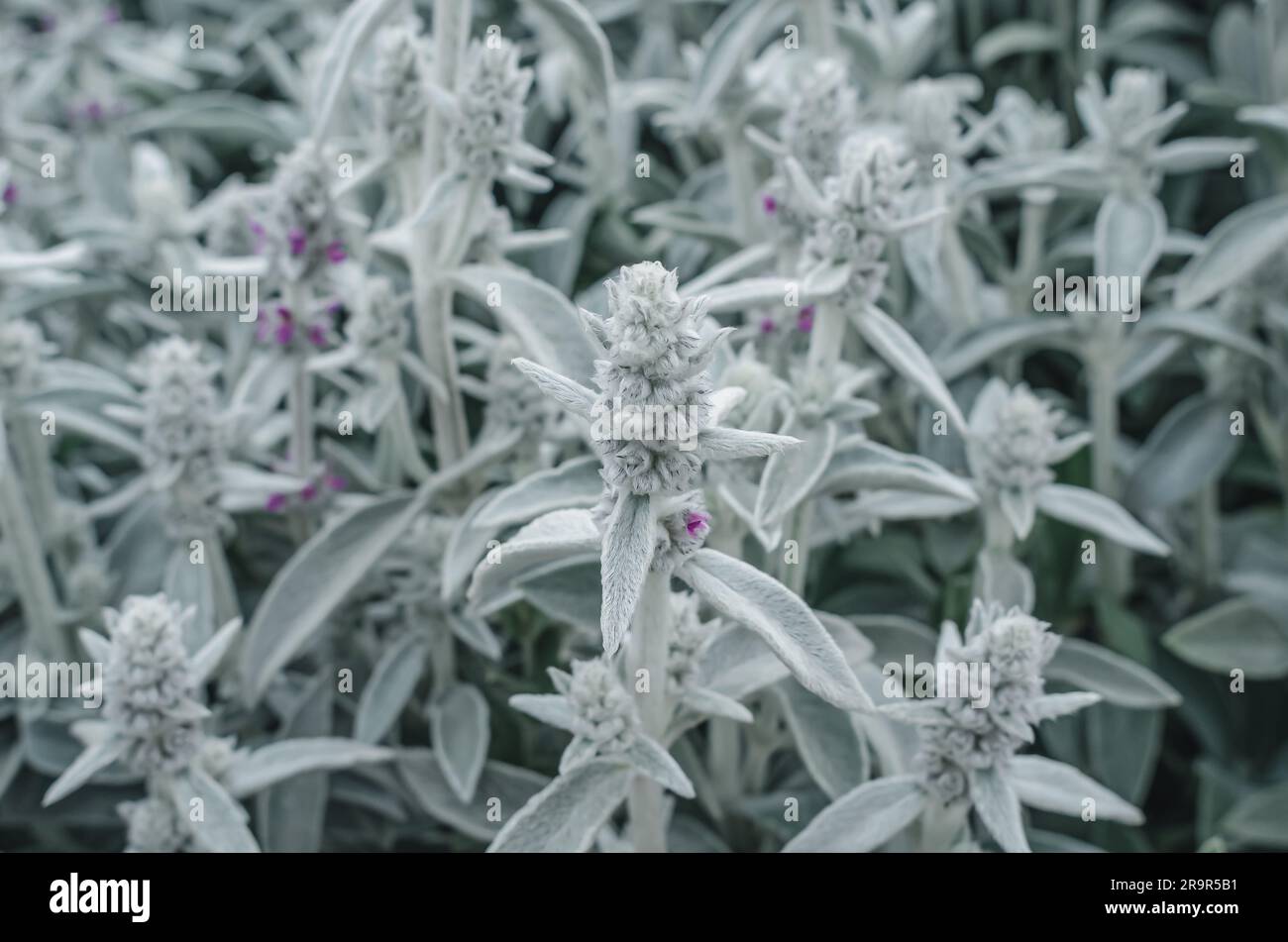 Flowers Stachys byzantina, gray flower background in nature Stock Photo ...