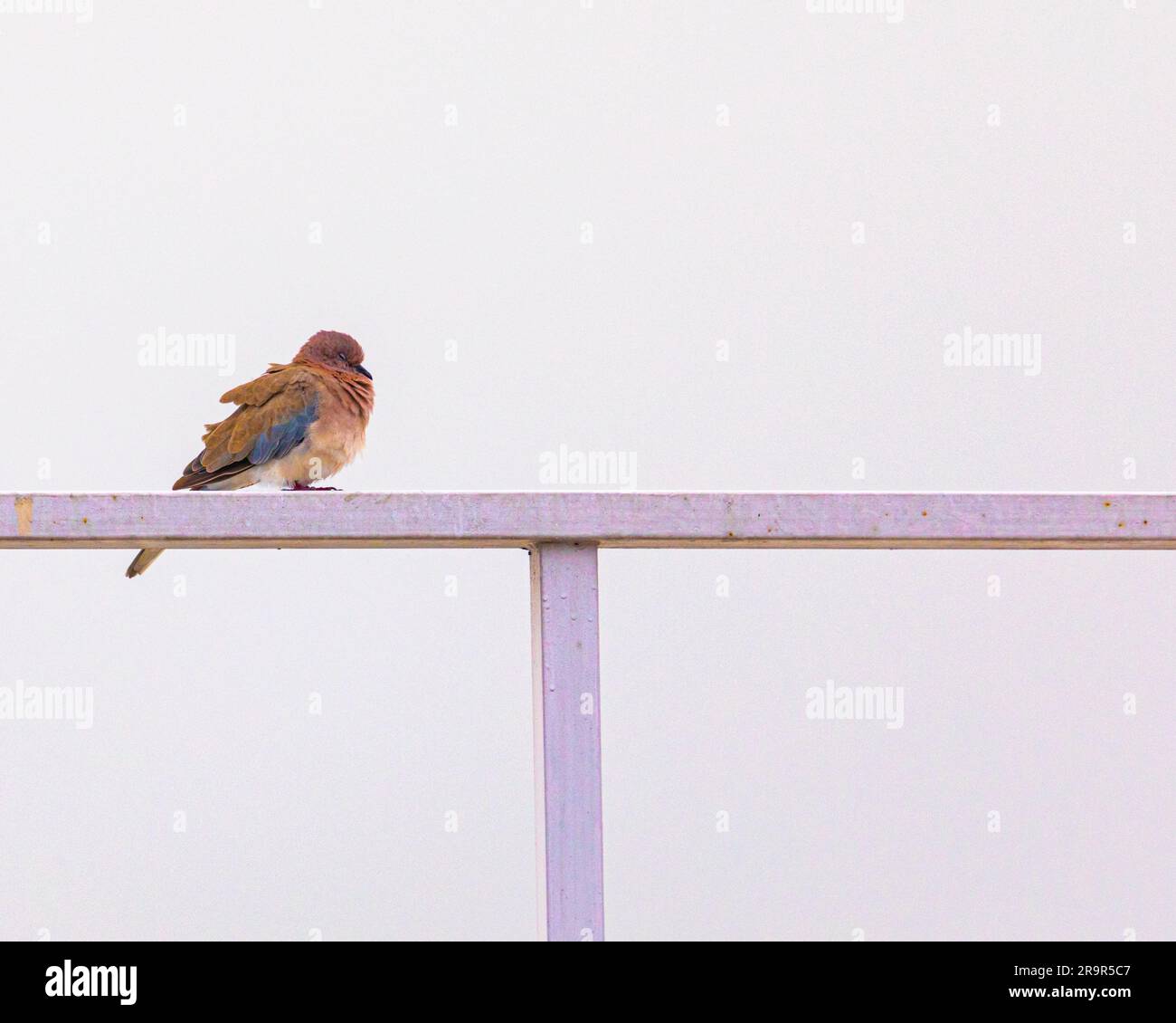 A morning sleep of laughing Dove Stock Photo - Alamy