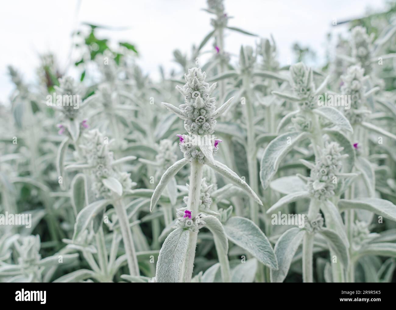 Flowers Stachys byzantina, gray flower background in nature Stock Photo ...