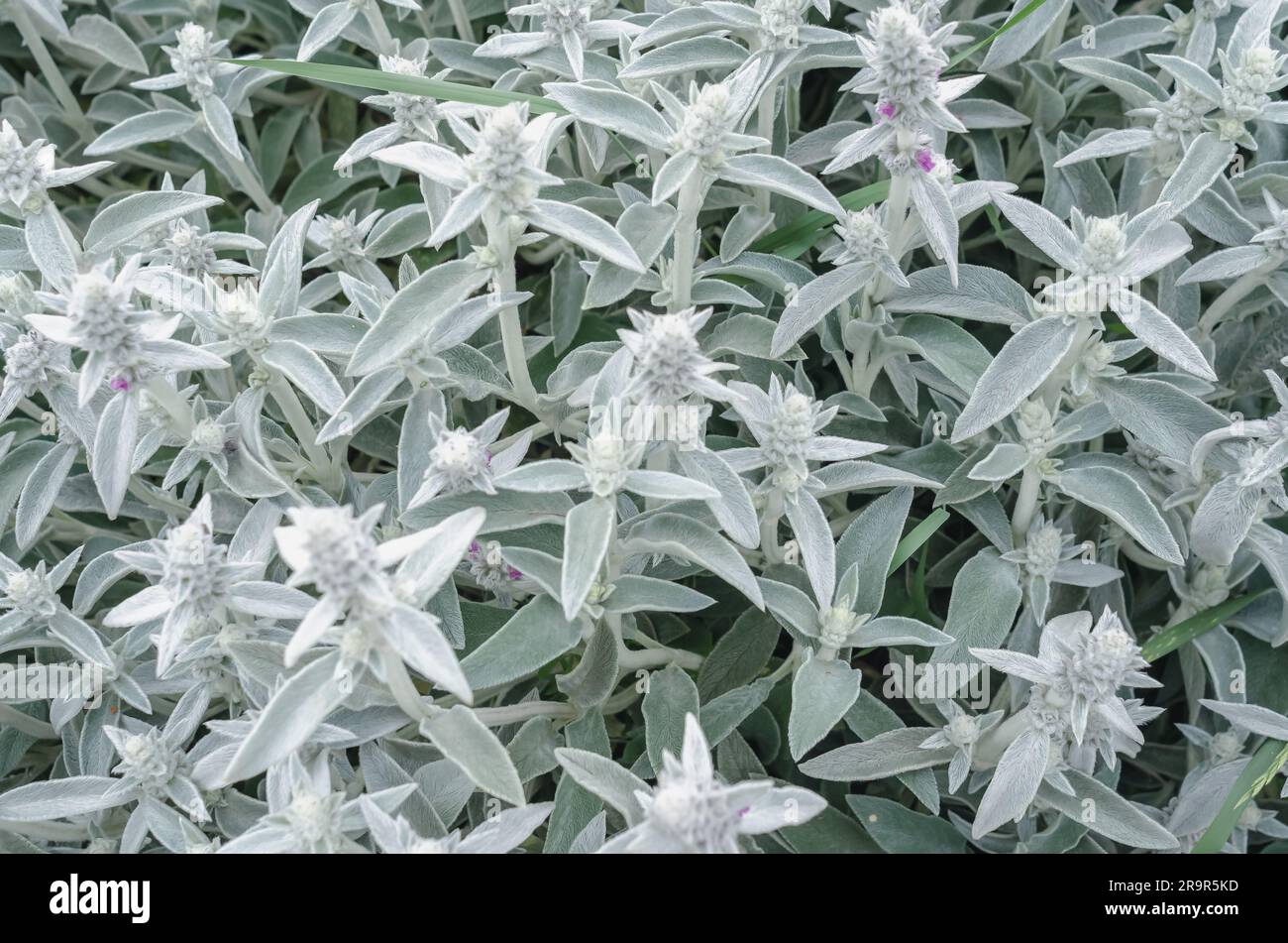 Flowers Stachys byzantina, gray flower background in nature Stock Photo ...