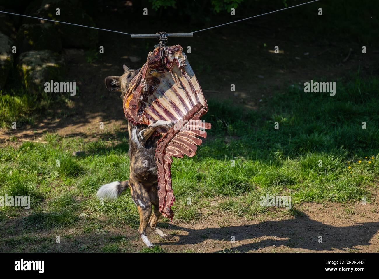 An African wild dog eating from raw prey meat hanging on a line Stock ...