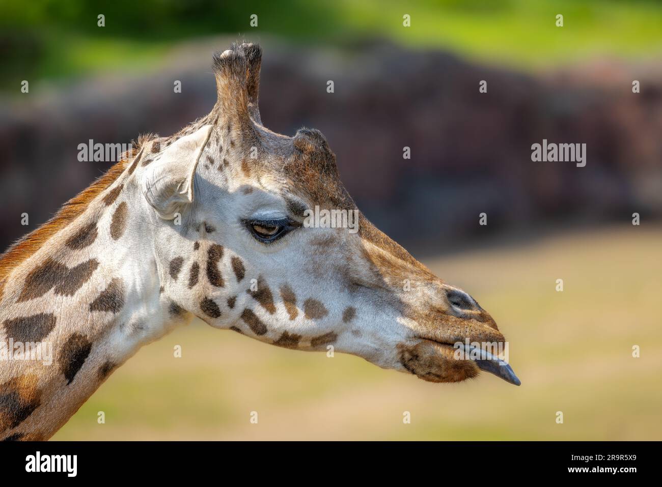 A selective focus shot of a spotted giraffe with its tongue sticking ...