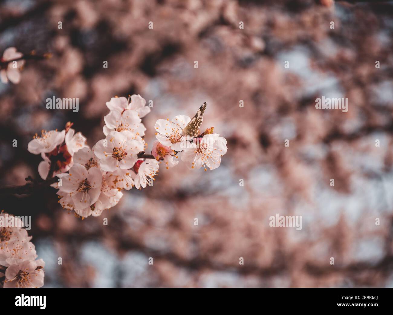 Illuminated butterfly hi-res stock photography and images - Alamy