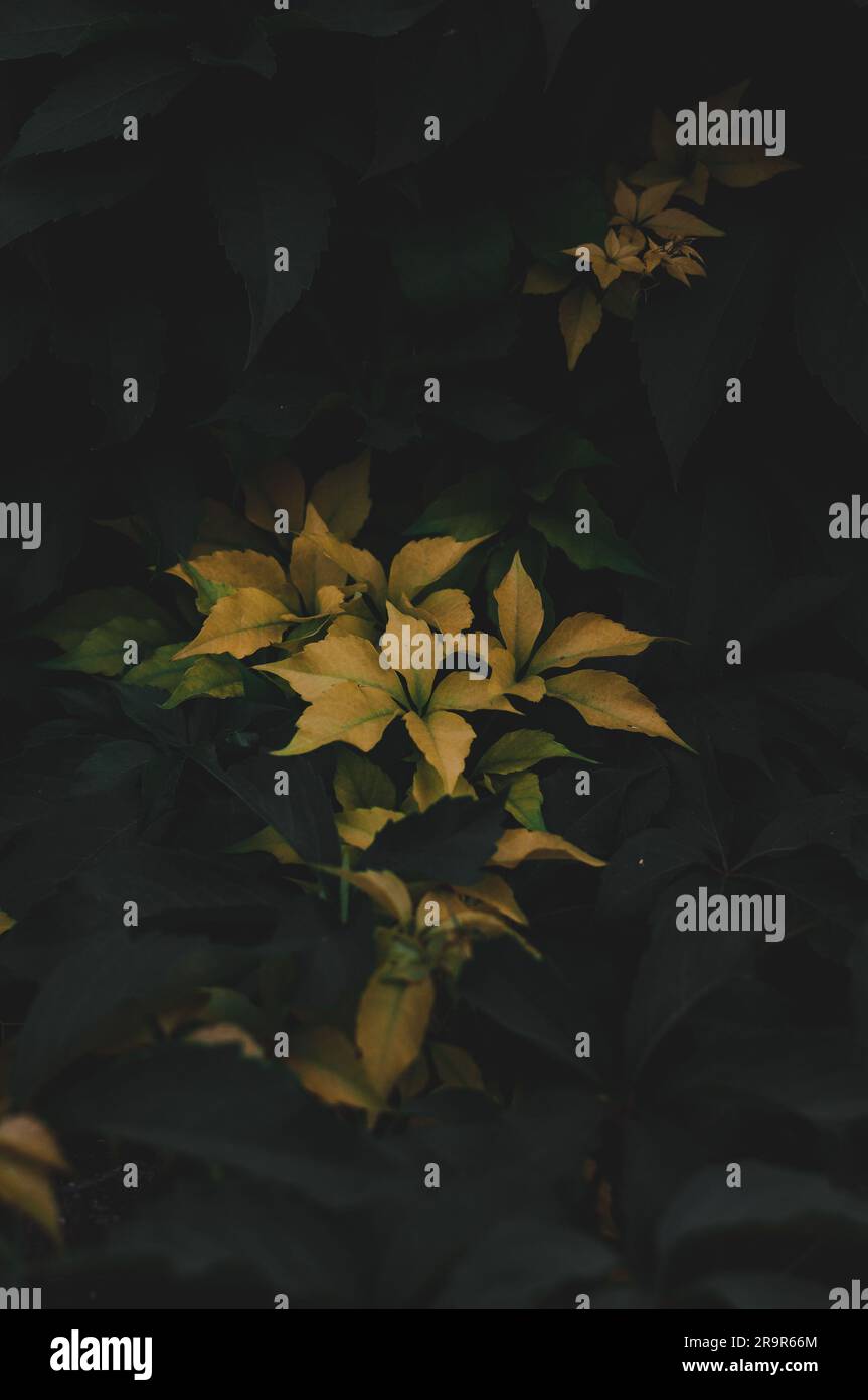 A tree with green and yellow leaves Stock Photo - Alamy