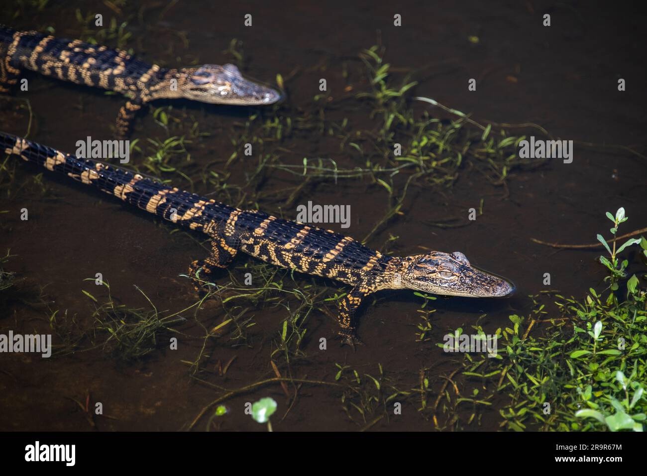 Baby and Mom Gators at KSC. Two baby alligators are in view in a ...