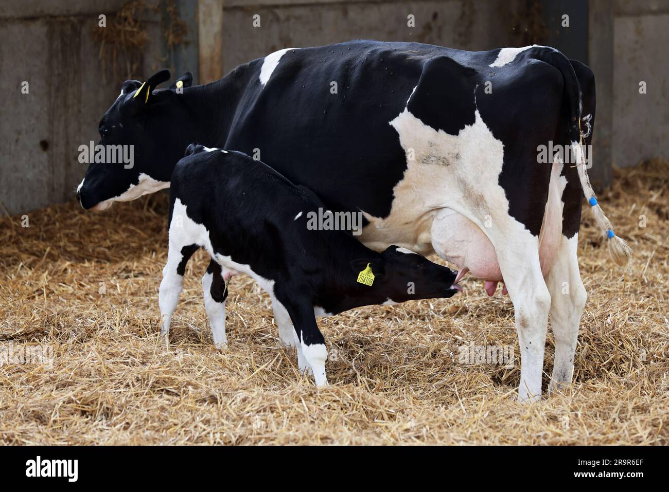Cows pictured on Goodwood Farm in Chichester, West Sussex, UK Stock ...