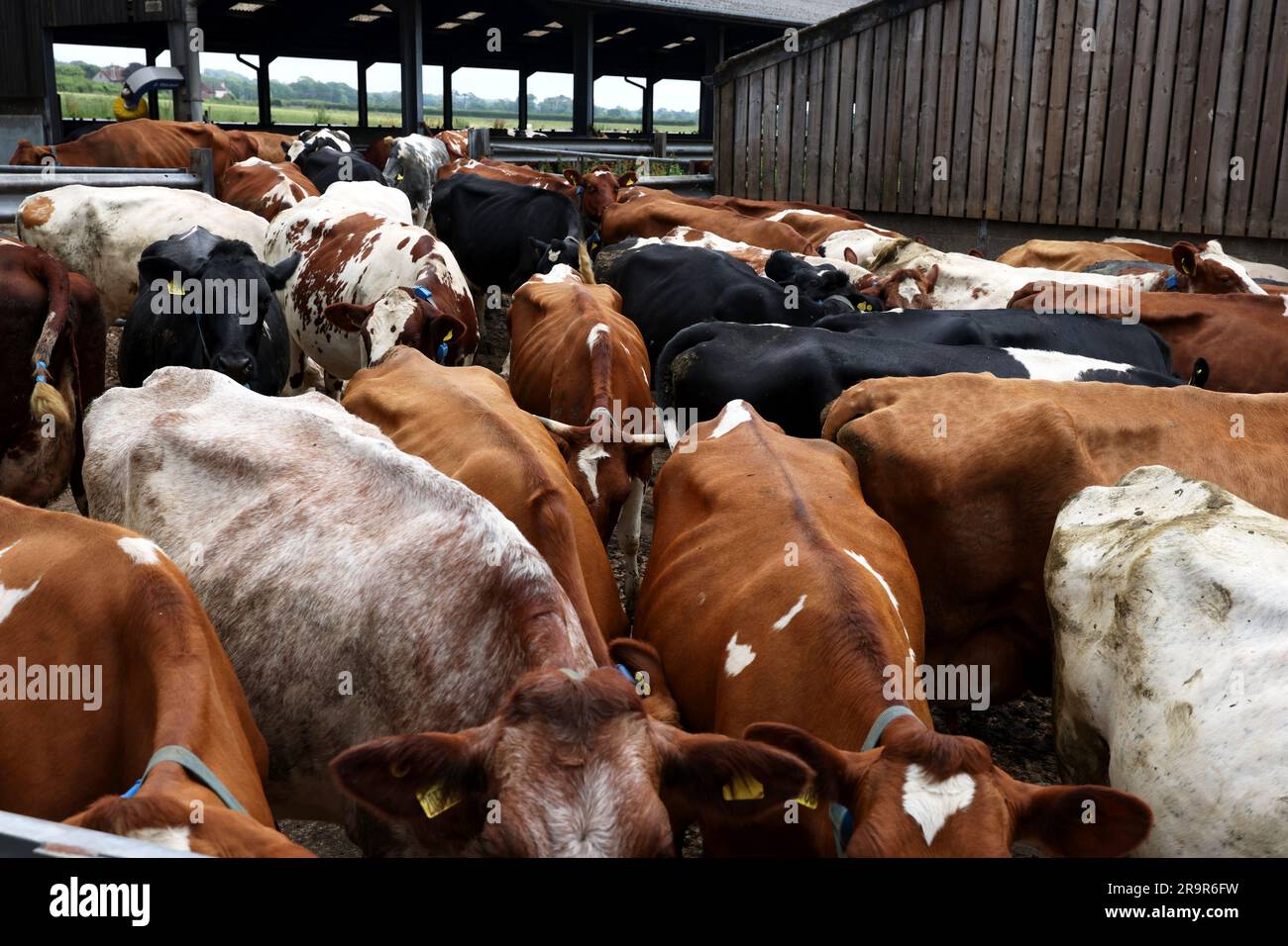 Cows pictured on Goodwood Farm in Chichester, West Sussex, UK Stock ...