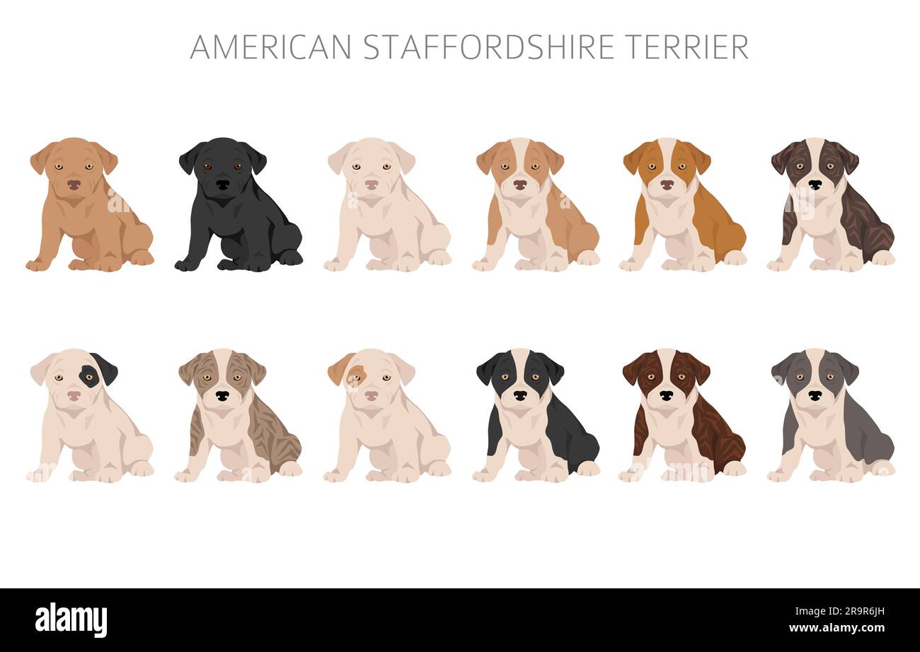 American staffordshire terrier clipart. Coat colors set. All dog breeds ...