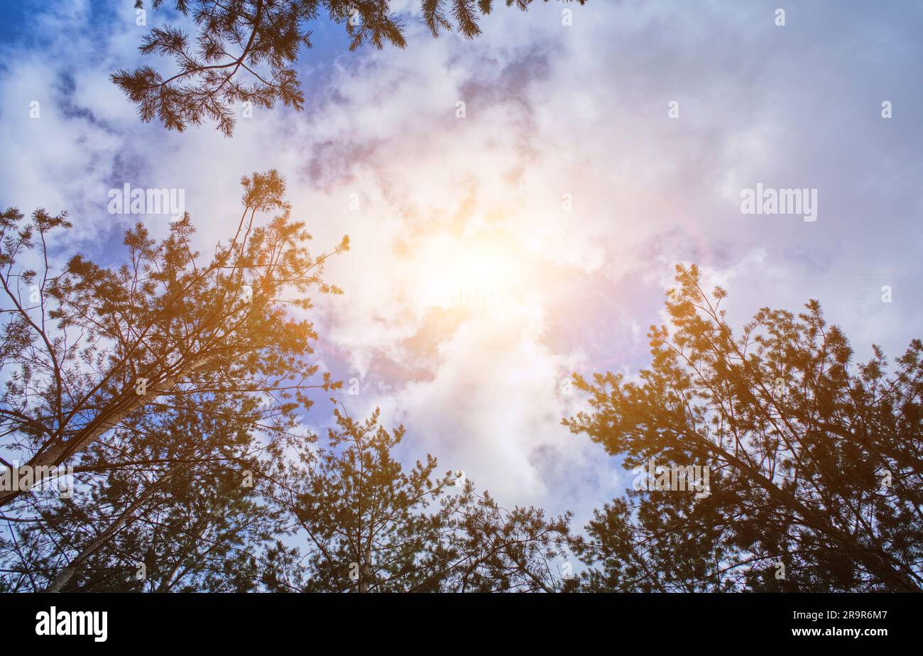 Treetops background of clouds and sunlight Stock Photo - Alamy