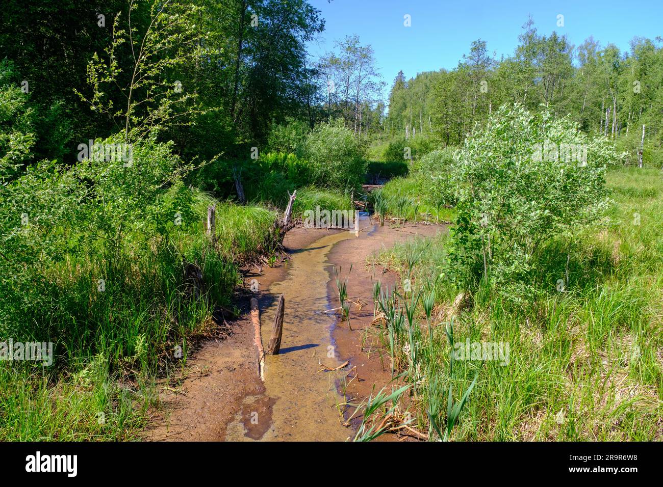 Hot summer, very little rain. the swamp channel remains without water ...