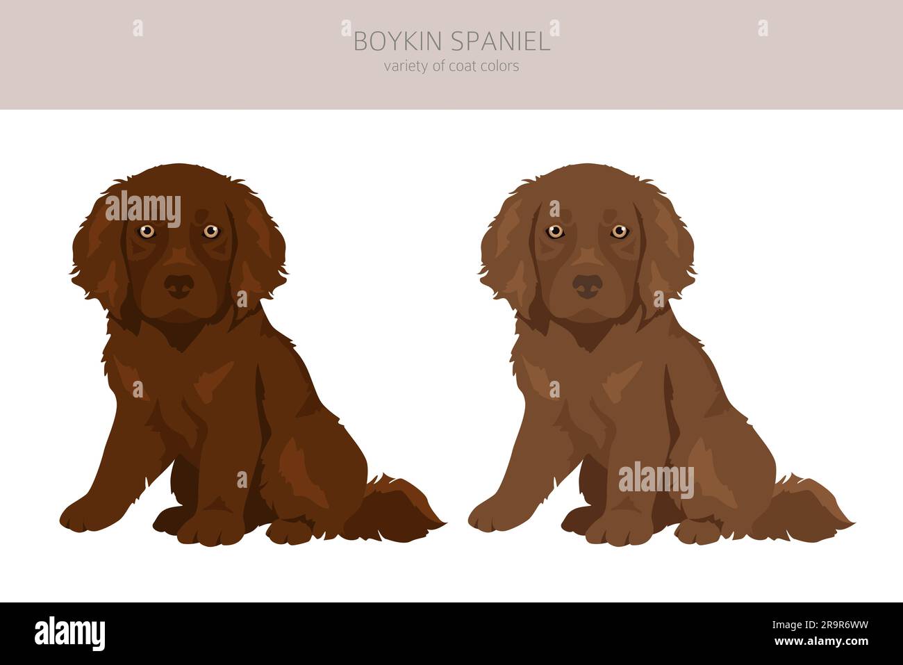 Boykin spaniel puppies clipart. Different coat colors and poses set ...