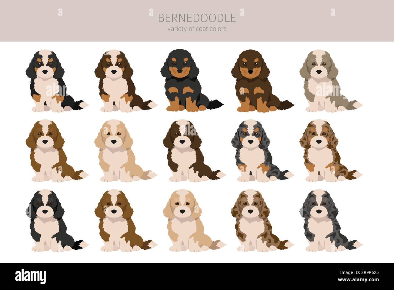 Bernedoodle dog Stock Vector Images - Alamy