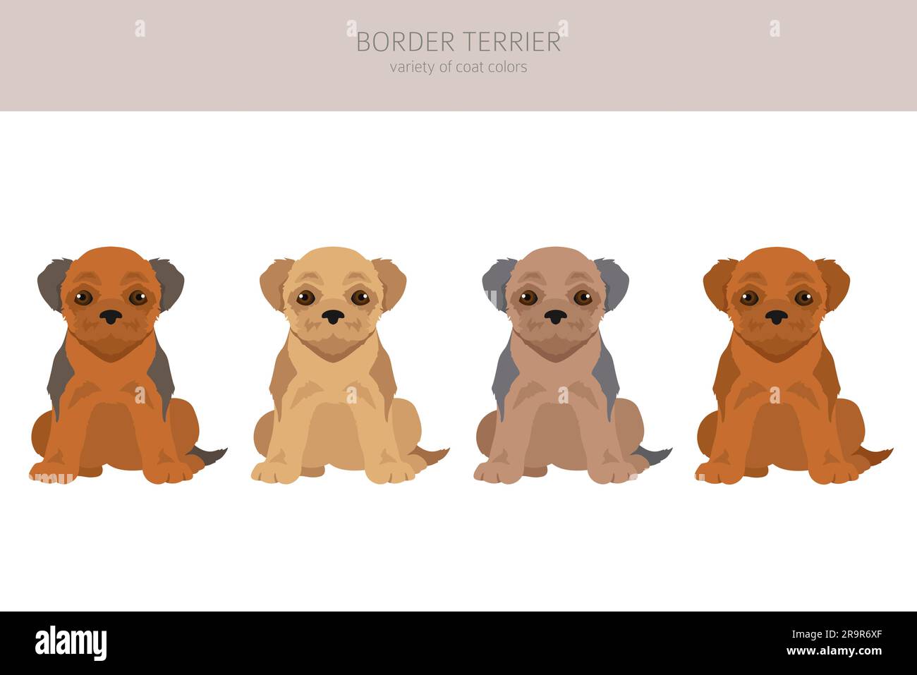 Border terrier puppies clipart. Different coat colors and poses set ...