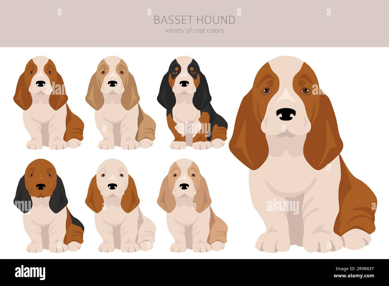 Basset Hound puppy clipart. All coat colors set. Different position ...