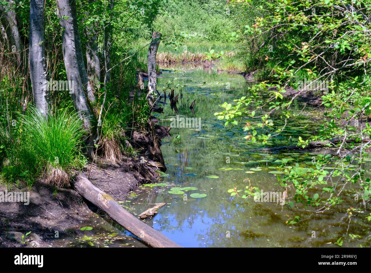 Hot summer, very little rain. the swamp channel remains without water ...
