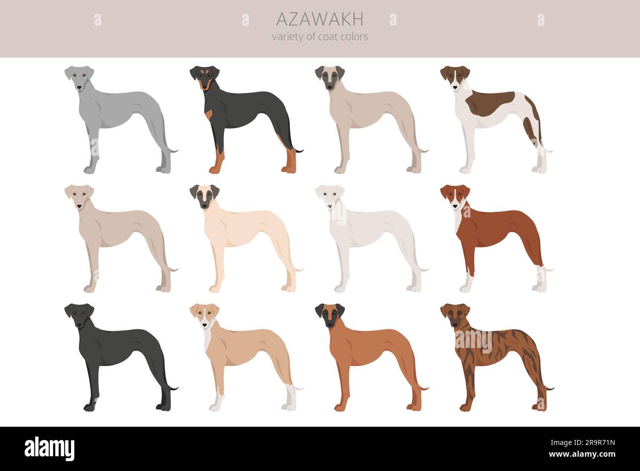 Azawakh all colours clipart. Different coat colors and poses set ...