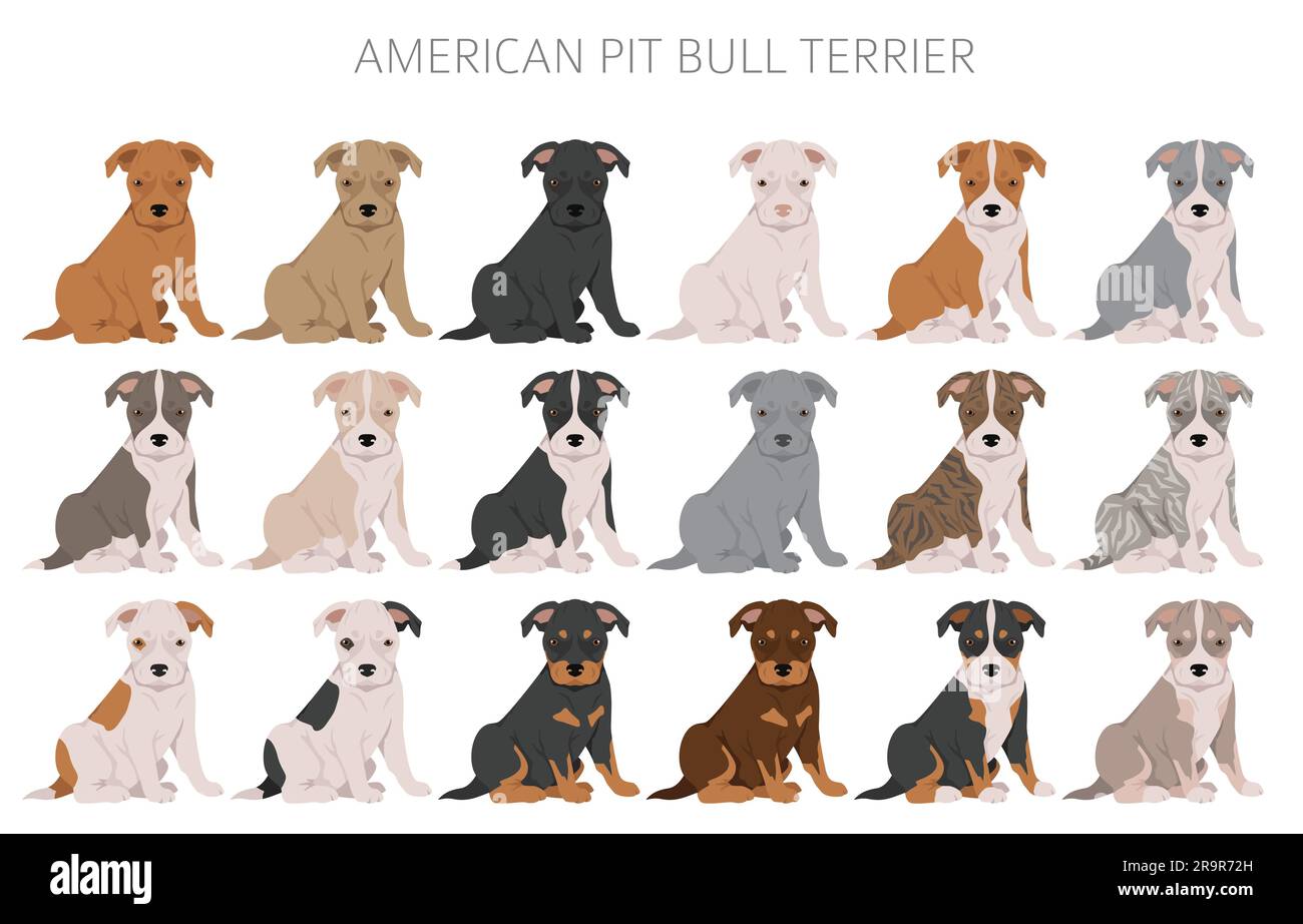 American pit bull terrier puppies clipart. Color varieties, infographic ...
