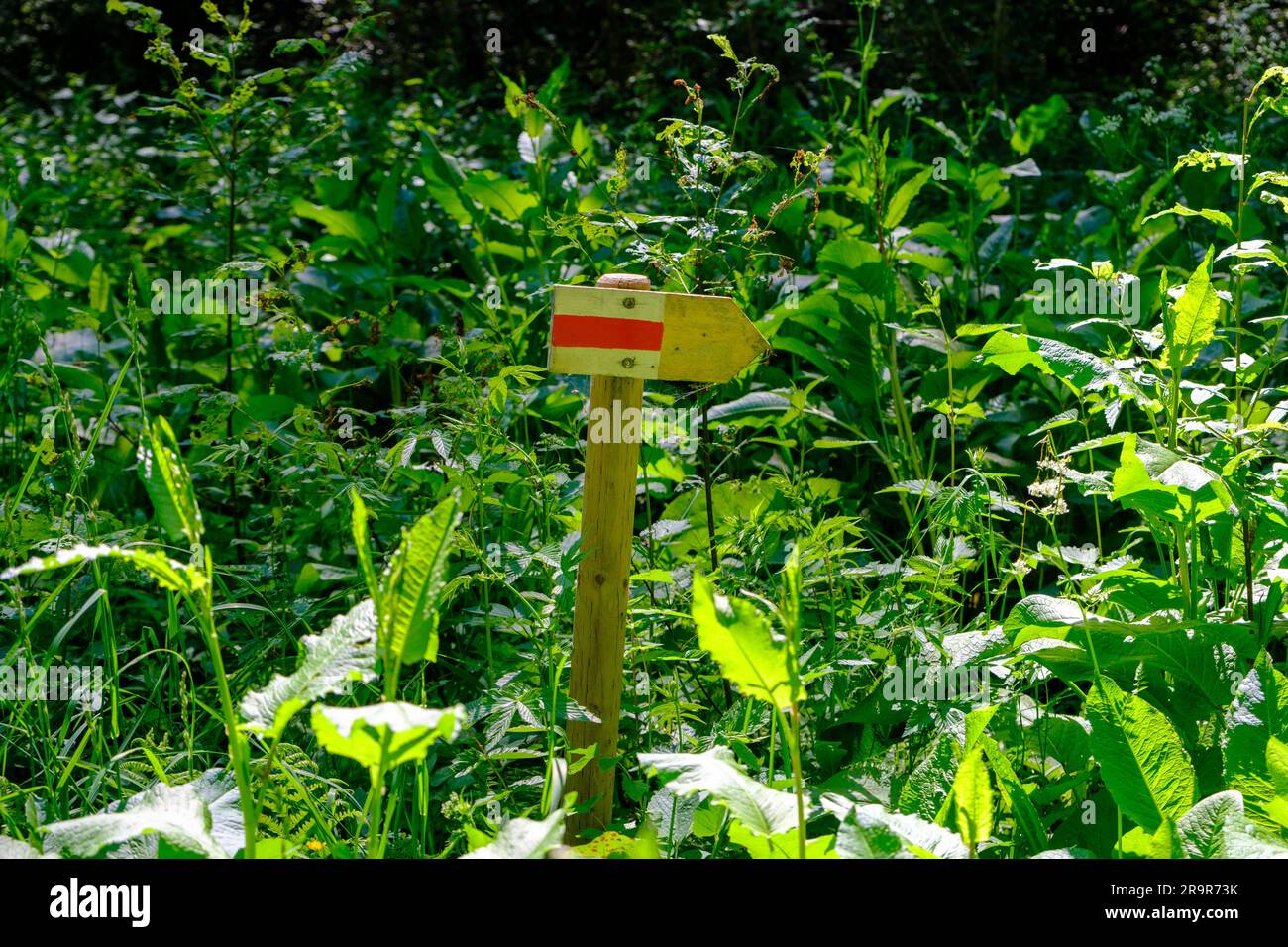 Wooden tourist trail direction sign in the forest. healthy lifestyle ...