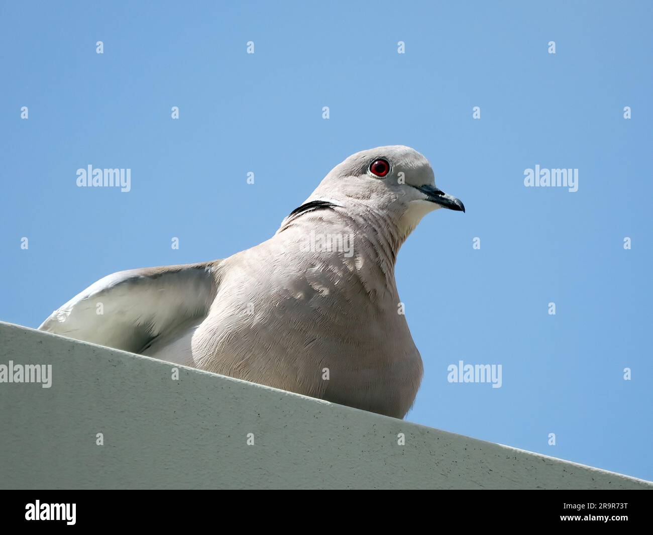 Eurasian collared dove, Türkentaube, Tourterelle turque, Streptopelia ...