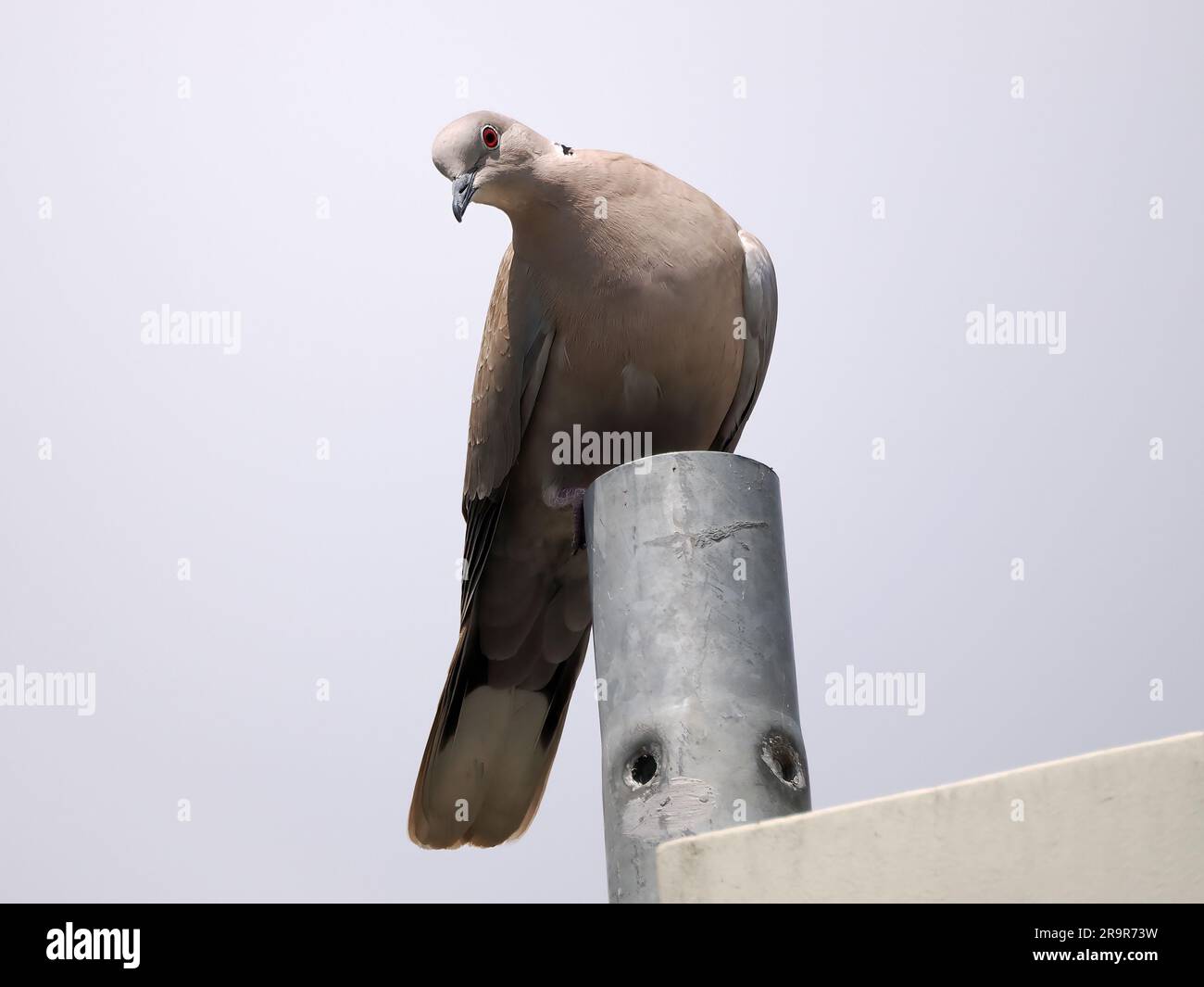 Eurasian collared dove, Türkentaube, Tourterelle turque, Streptopelia ...