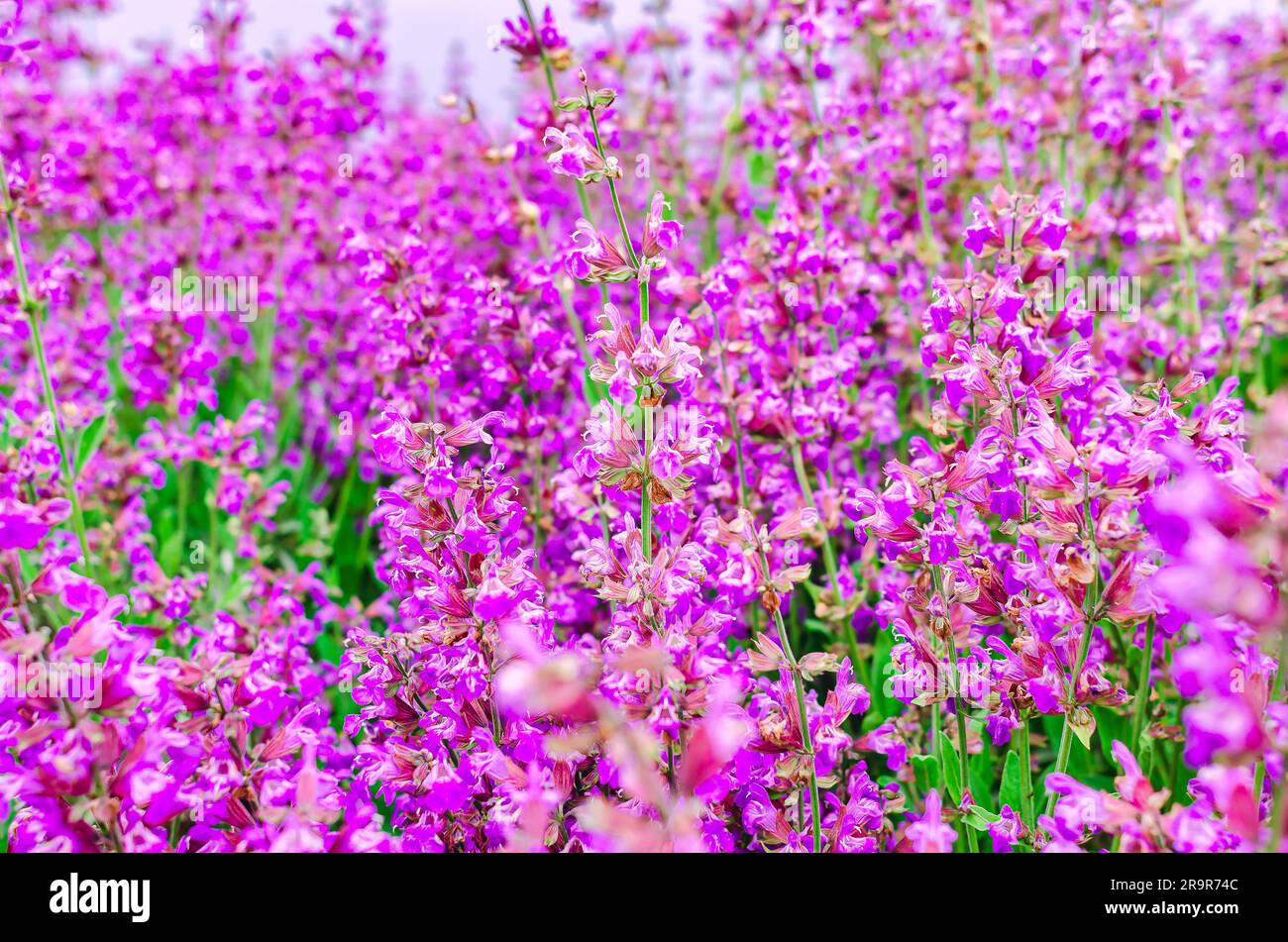 Medicinal plants catalog hi-res stock photography and images - Alamy