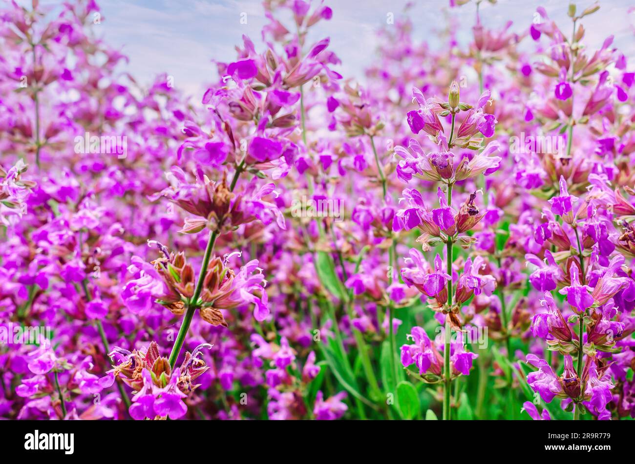 Medicinal plants catalog hi-res stock photography and images - Alamy