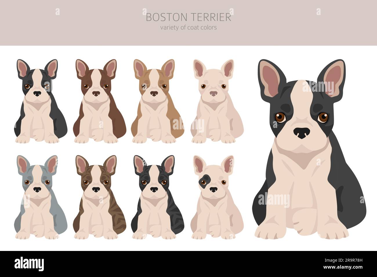 Boston Terrier puppies clipart. All coat colors set. Different position ...