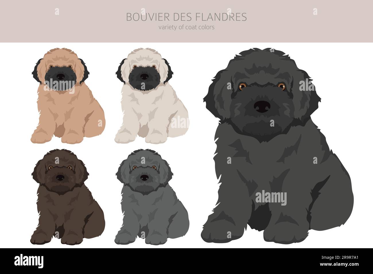 Bouvier des Flandres puppies clipart. Different coat colors and poses ...