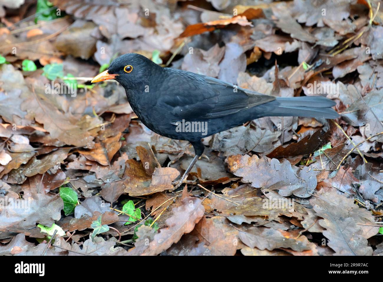 Common blackbird, Eurasian blackbird, Amsel, Merle noir, Turdus merula ...