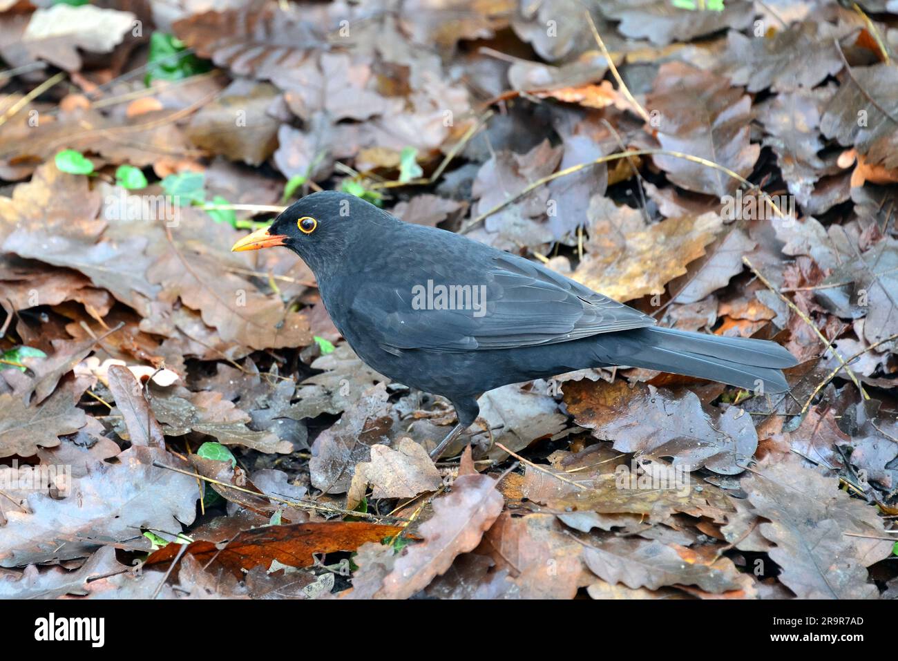 Common blackbird, Eurasian blackbird, Amsel, Merle noir, Turdus merula ...