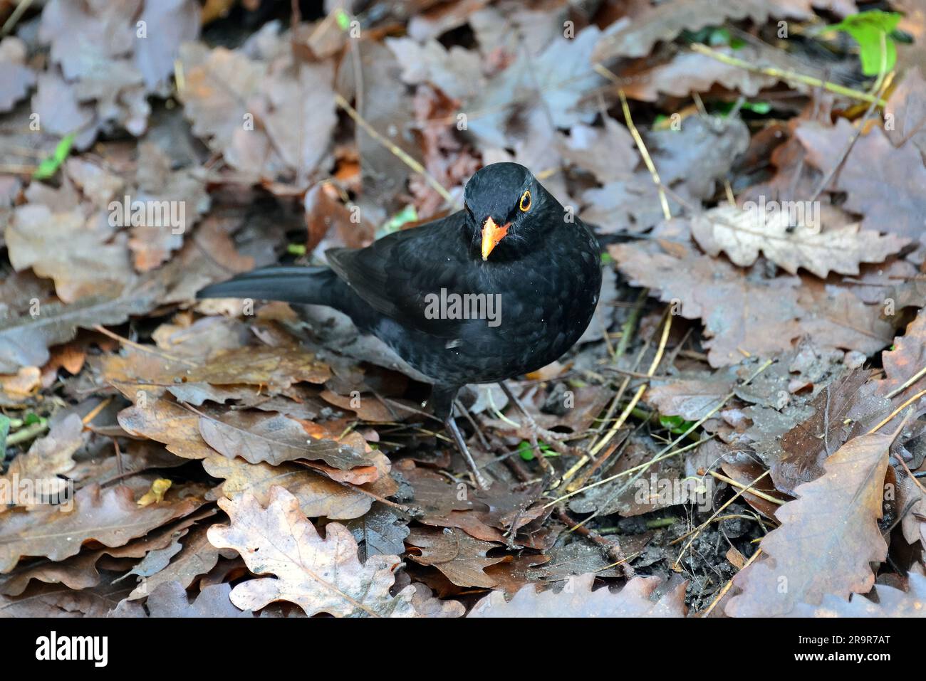 Common blackbird, Eurasian blackbird, Amsel, Merle noir, Turdus merula ...