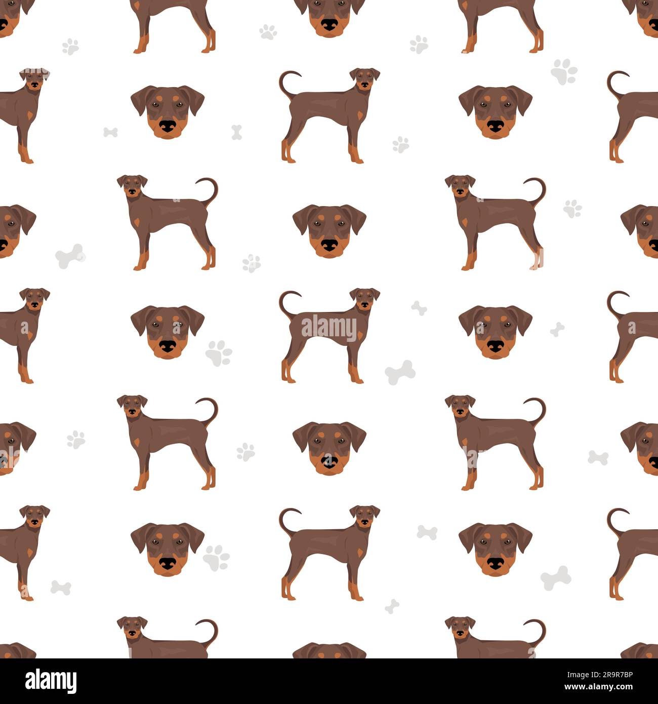 Doberman pinscher dogs seamless pattern. Different poses, coat colors ...
