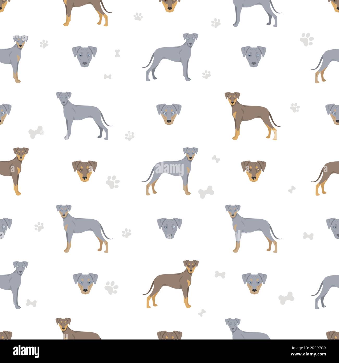 Blue Lacy seamless pattern. Different coat colors and poses set. Vector ...
