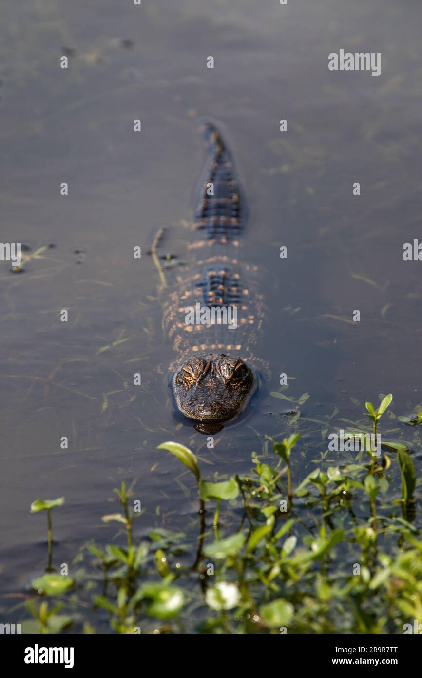 Baby and Mom Gators at KSC. A baby alligator is in view in a waterway ...