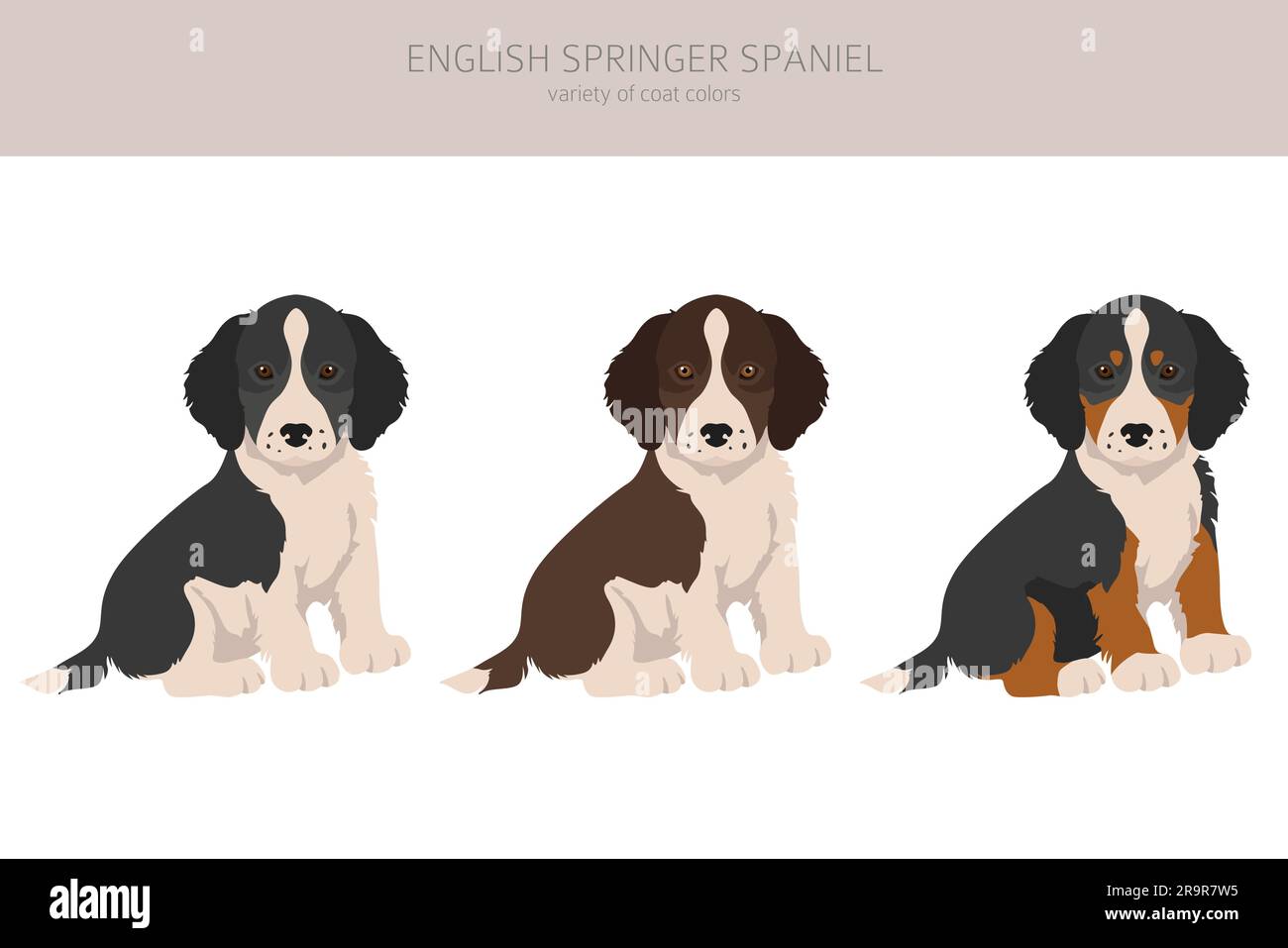 English springer spaniel puppies clipart. Different poses, coat colors ...