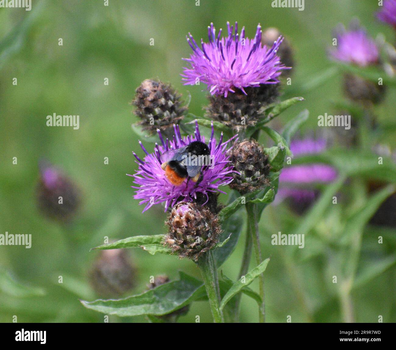 Thistle and bee hi-res stock photography and images - Alamy