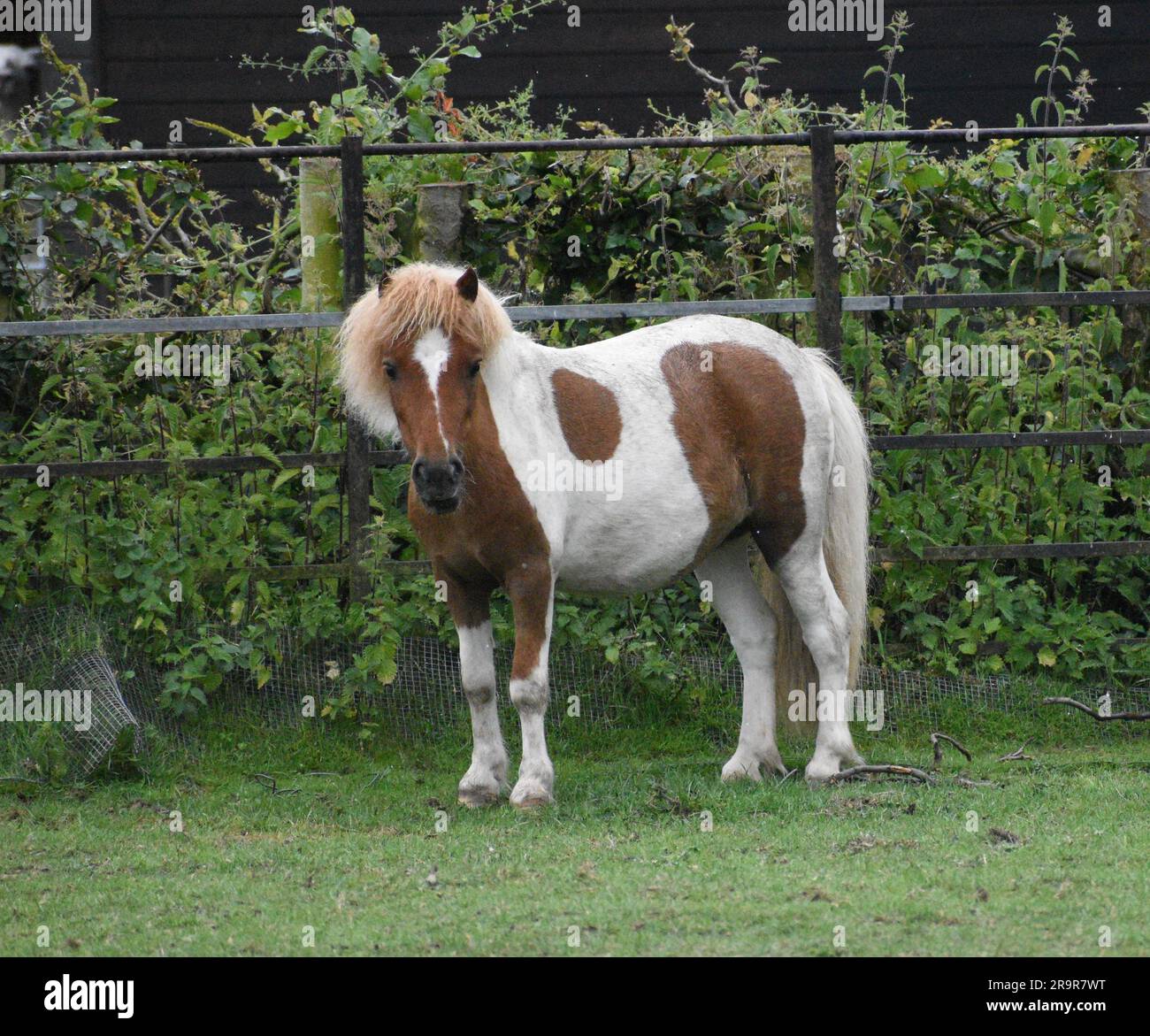 Miniature horse children hi-res stock photography and images - Alamy