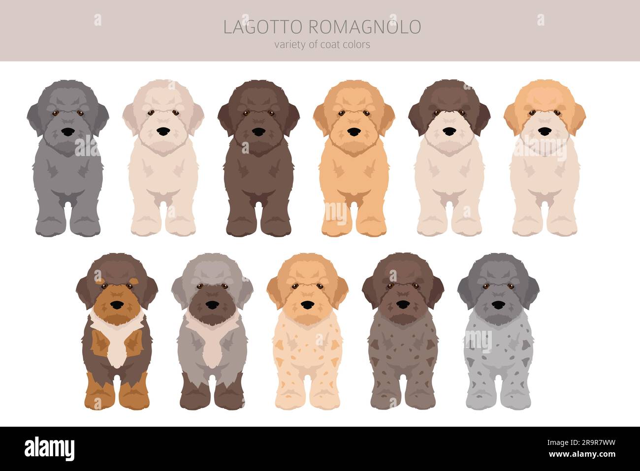 Lagotto Romagnolo puppies clipart. Different poses, coat colors set ...