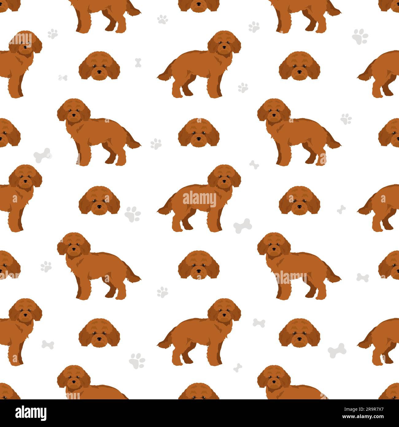Miniature poodle seamless pattern. Different poses, coat colors set ...