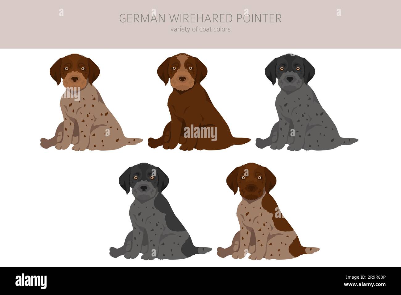 German wirehaired pointer puppies clipart. Different poses, coat colors ...