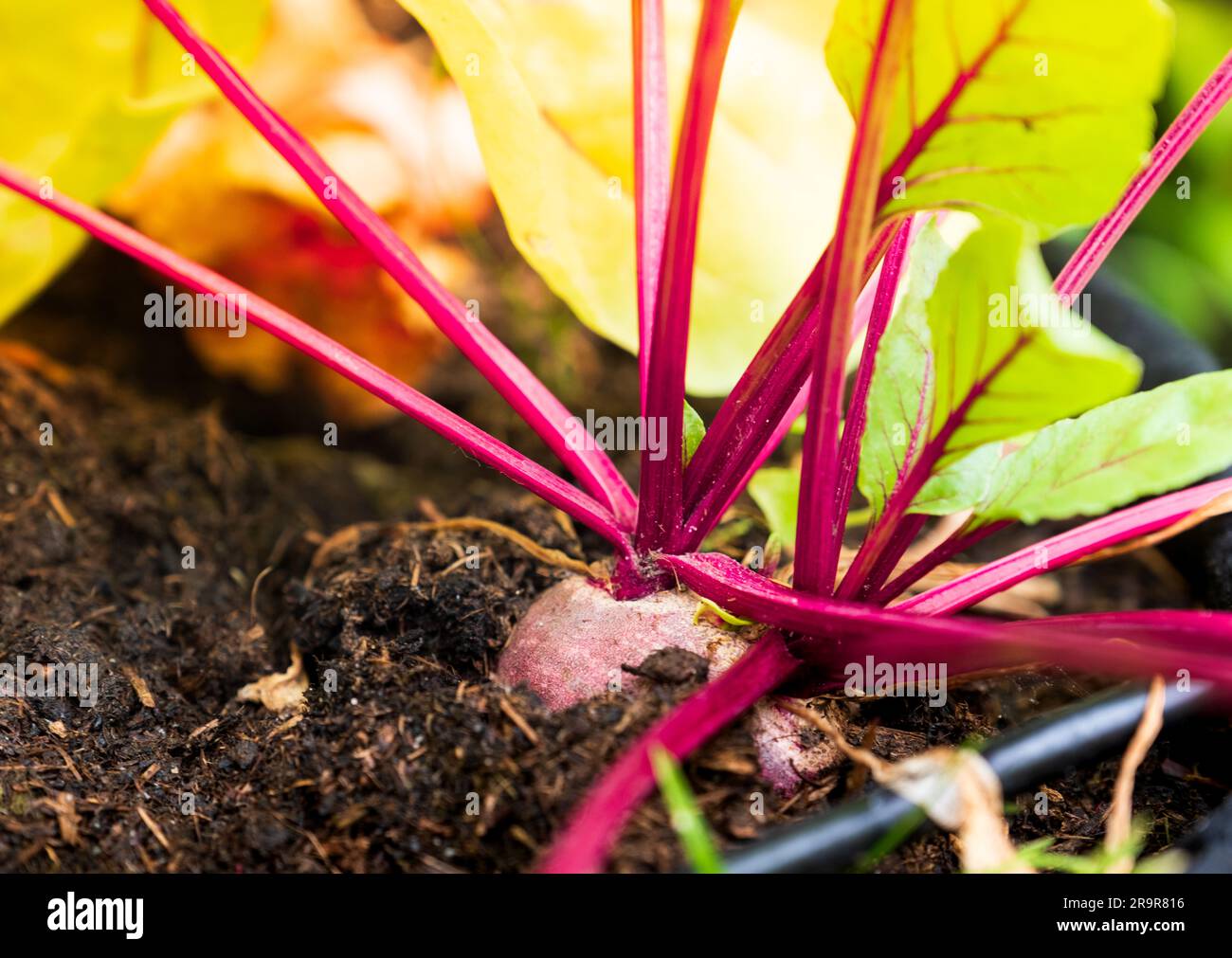 Red beetroot planted in summer garden. Growing organic beet vegetables ...