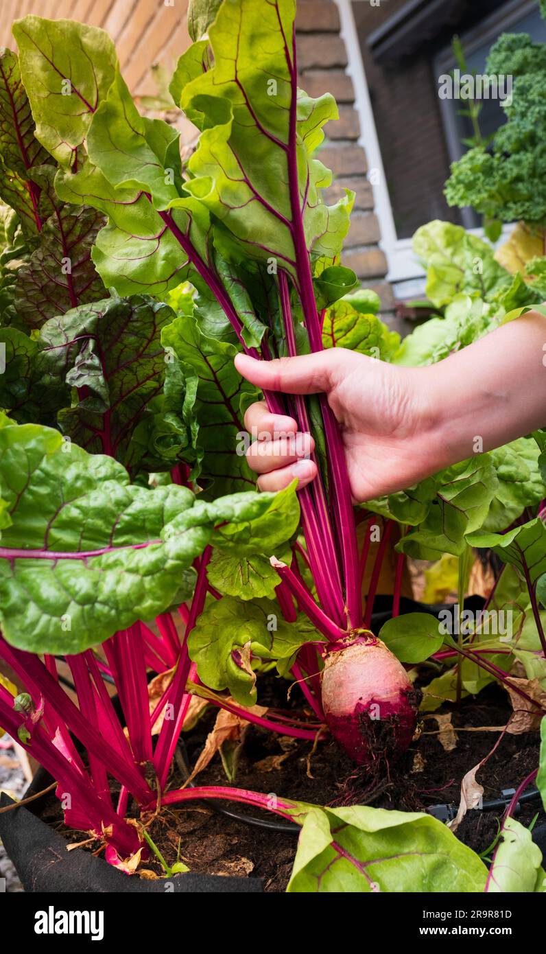 Beetroot garden harvest hi-res stock photography and images - Alamy