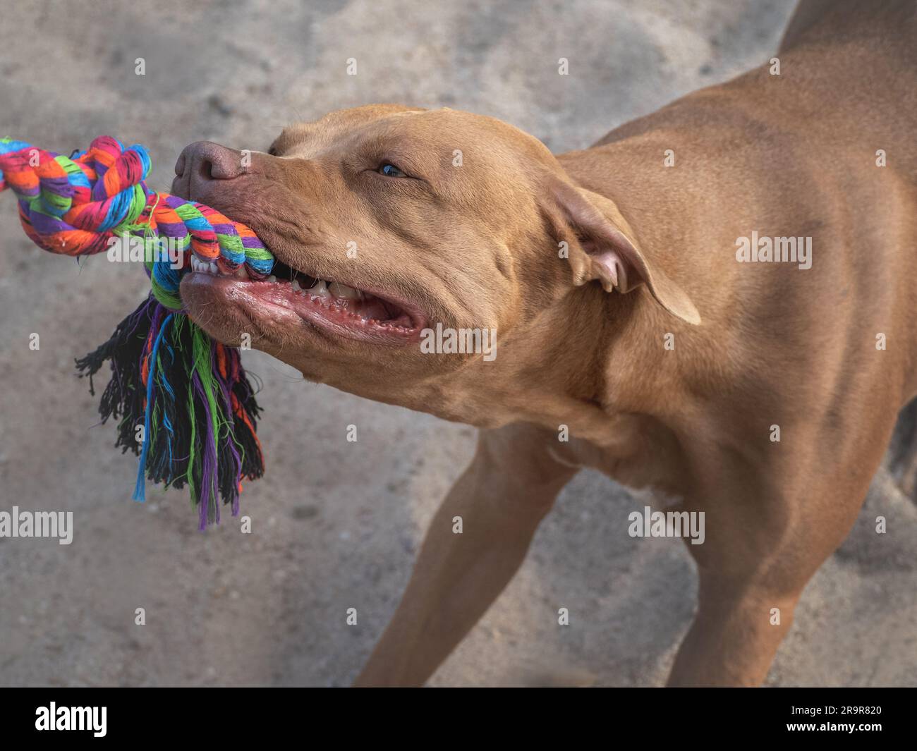 Cute dog and play rope. Close-up, outdoors. Concept of care, education ...