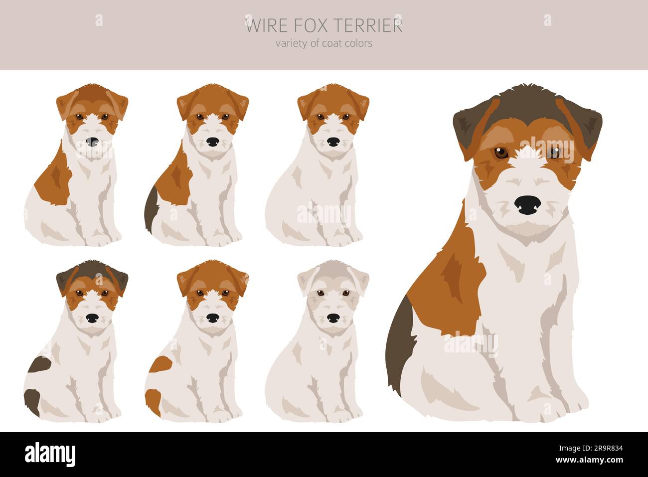 Wire fox terrier puppies clipart. Different poses, coat colors set ...