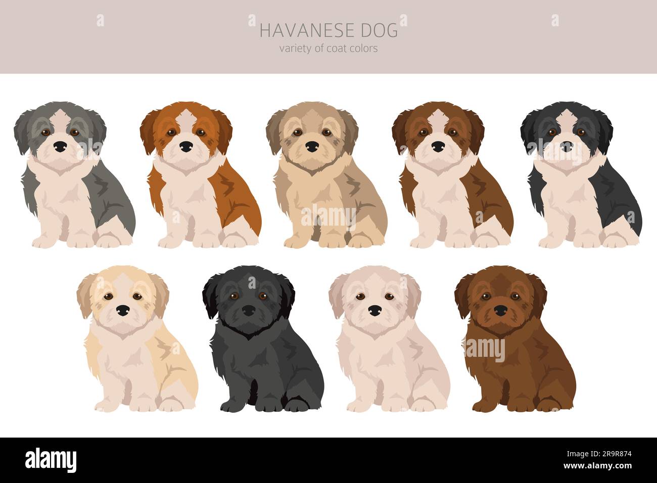 Havanese puppies clipart. Different poses, coat colors set. Vector ...